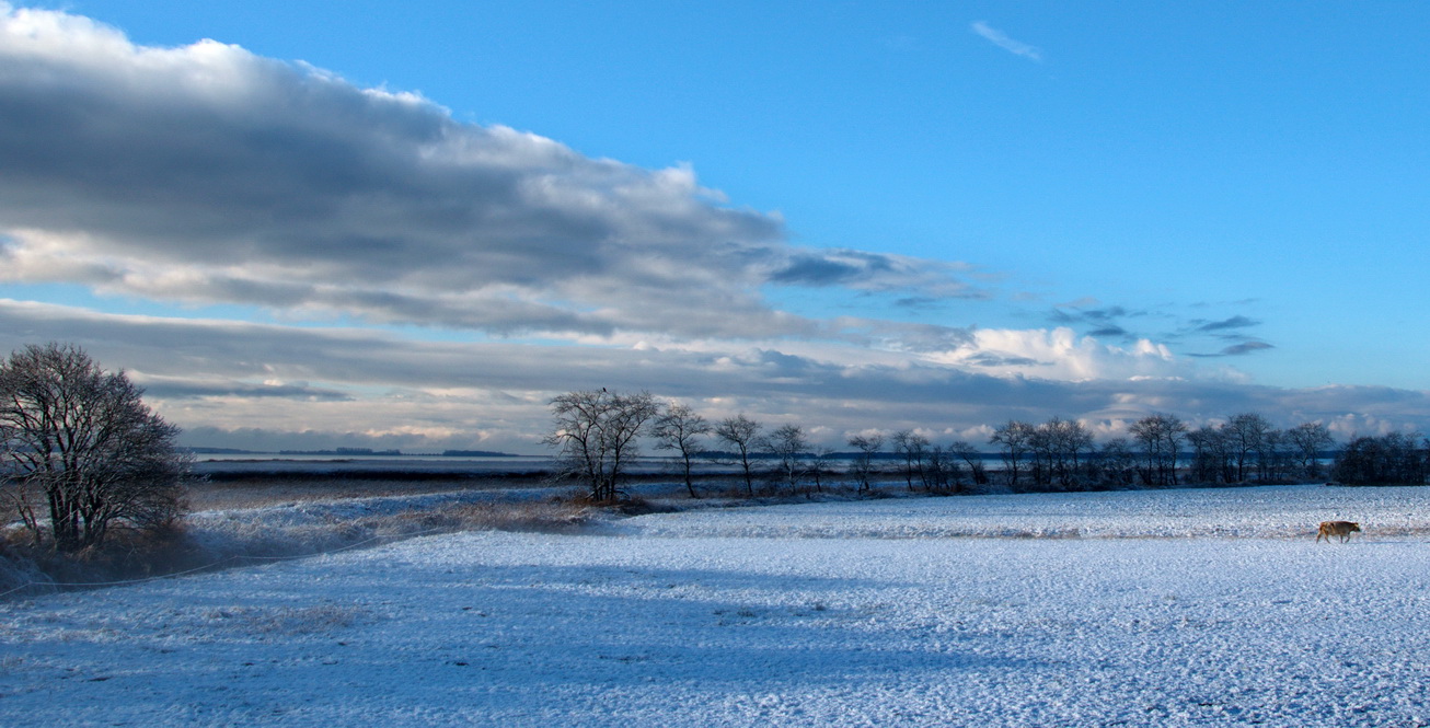 Die Kuh Foto & Bild | wasser, bäume, schnee Bilder auf fotocommunity
