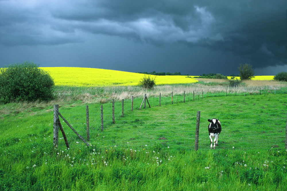 Die Kuh, wenn's donnert... Foto & Bild | landschaft, natur Bilder auf ...