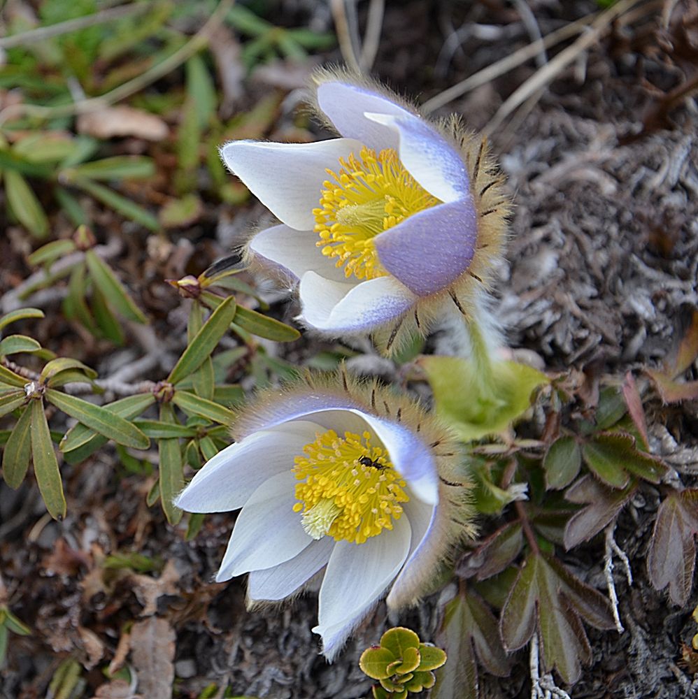 Die Kuhschelle Foto & Bild | pflanzen, pilze & flechten, blüten- & kleinpflanzen, wildpflanzen ...