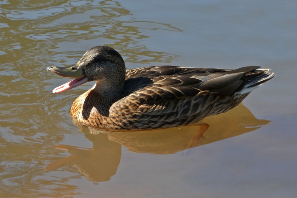Die lachende Ente Foto & Bild | fotos, natur, landschaft Bilder auf ... Die lachende Ente Foto & Bild | fotos, natur, landschaft Bilder auf ...