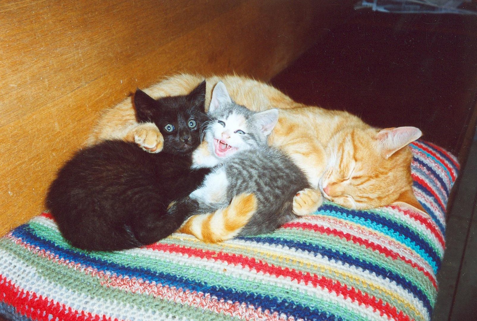 Die lachende Katze Foto & Bild | tiere, natur Bilder auf fotocommunity Die lachende Katze Foto & Bild | tiere, natur Bilder auf fotocommunity