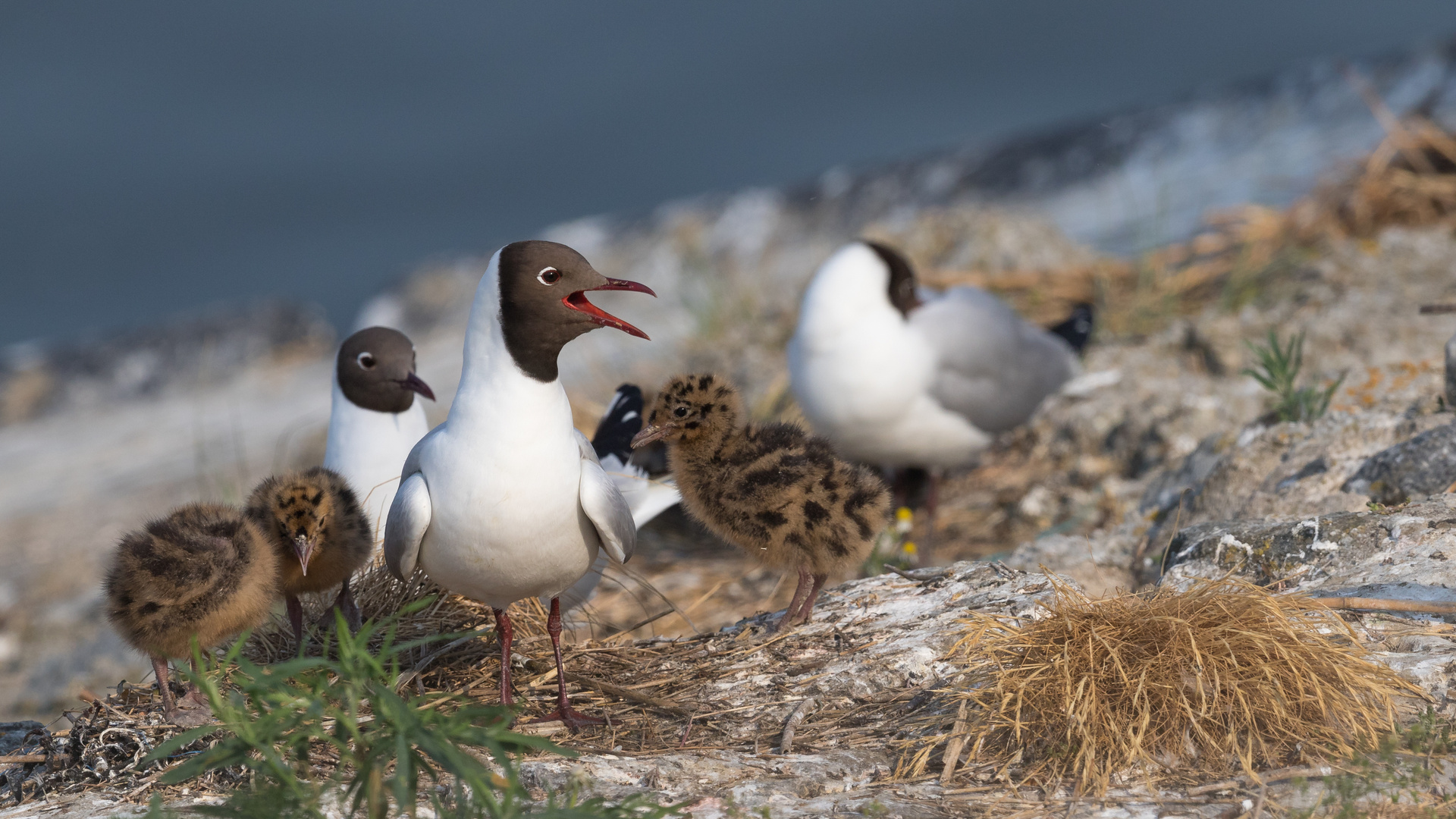 Die Lachmöwe Larus ridibundus Foto & Bild | natur, tiere, vögel Bilder ...