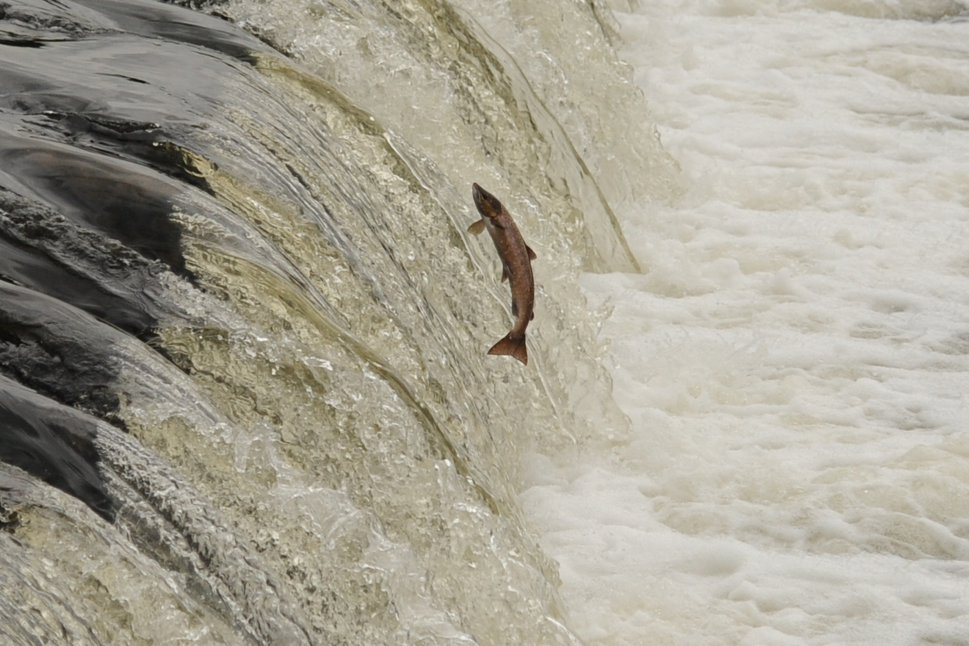 Die Lachse Springen...! Foto & Bild | tiere, wildlife, fische Bilder ...