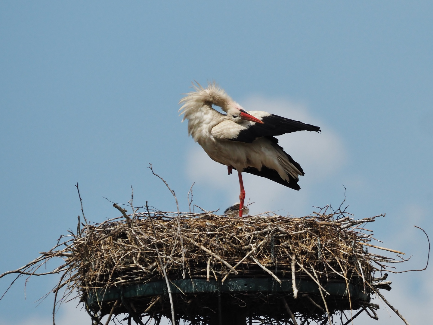 Die Lady..... Foto & Bild | tiere, wildlife, wild lebende vögel Bilder auf fotocommunity