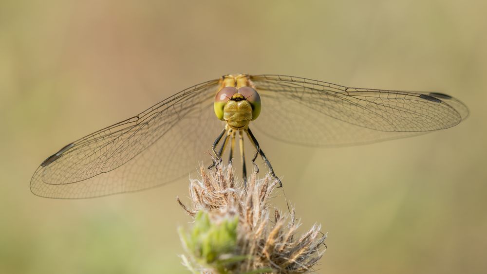 Die lächelnden Heidelibellen Foto & Bild | tiere, wildlife, libellen ...