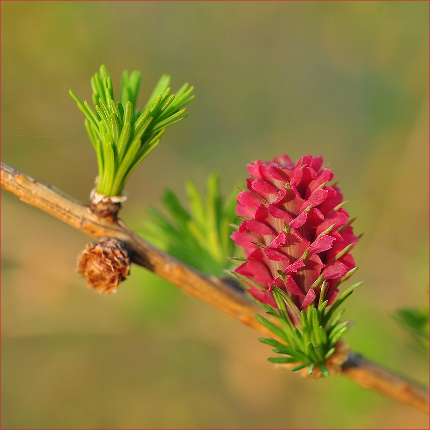 Die Lärche... Foto & Bild | pflanzen, pilze & flechten, bäume ...