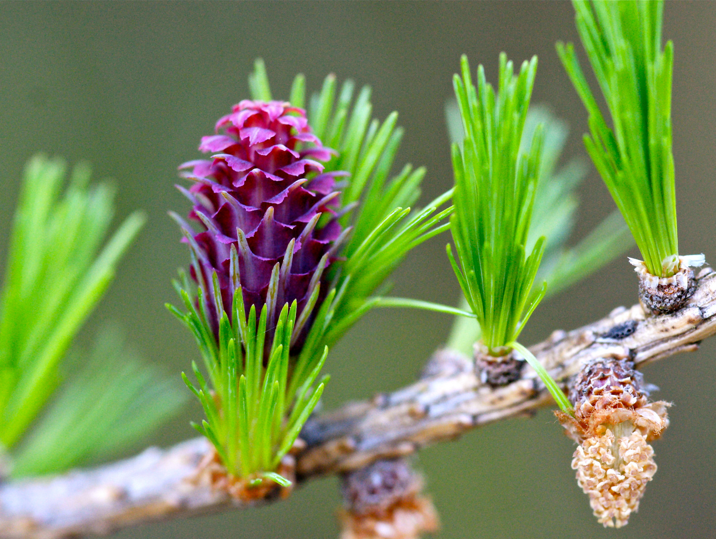 Die Lärche blüht nun auch in höheren Lagen Foto & Bild | jahreszeiten ...