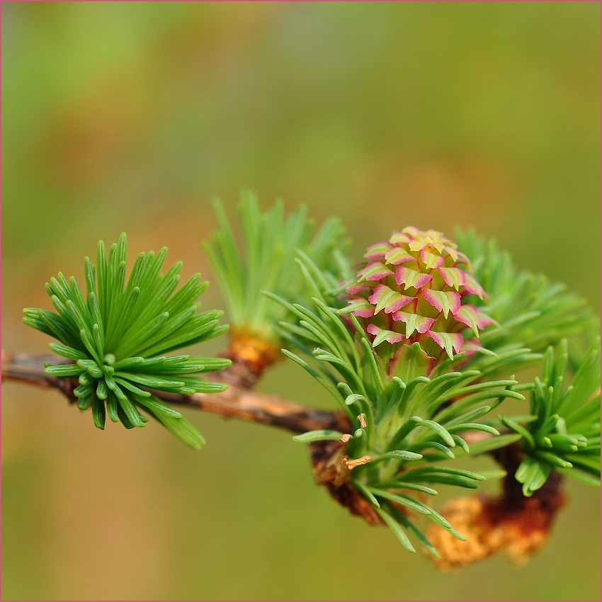 Die Lärche... Foto & Bild | pflanzen, pilze & flechten, bäume ...