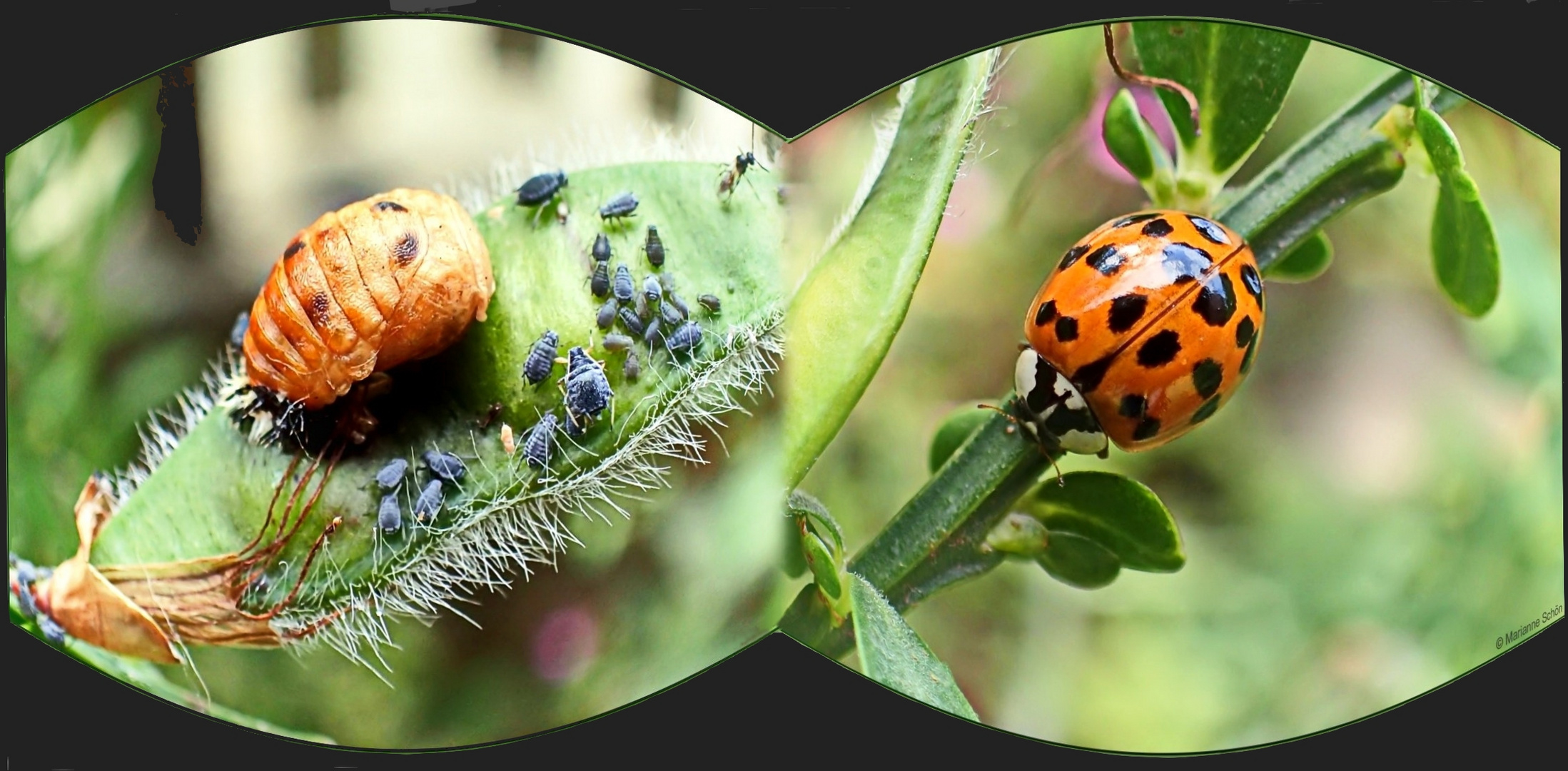 Die Läuse waren schnell weg... Foto & Bild | makro, natur, pflanzen ...