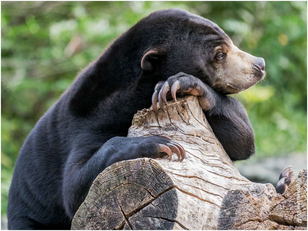 die langweilen mich alle....... Foto & Bild | natur, zoo, tiere Bilder ...