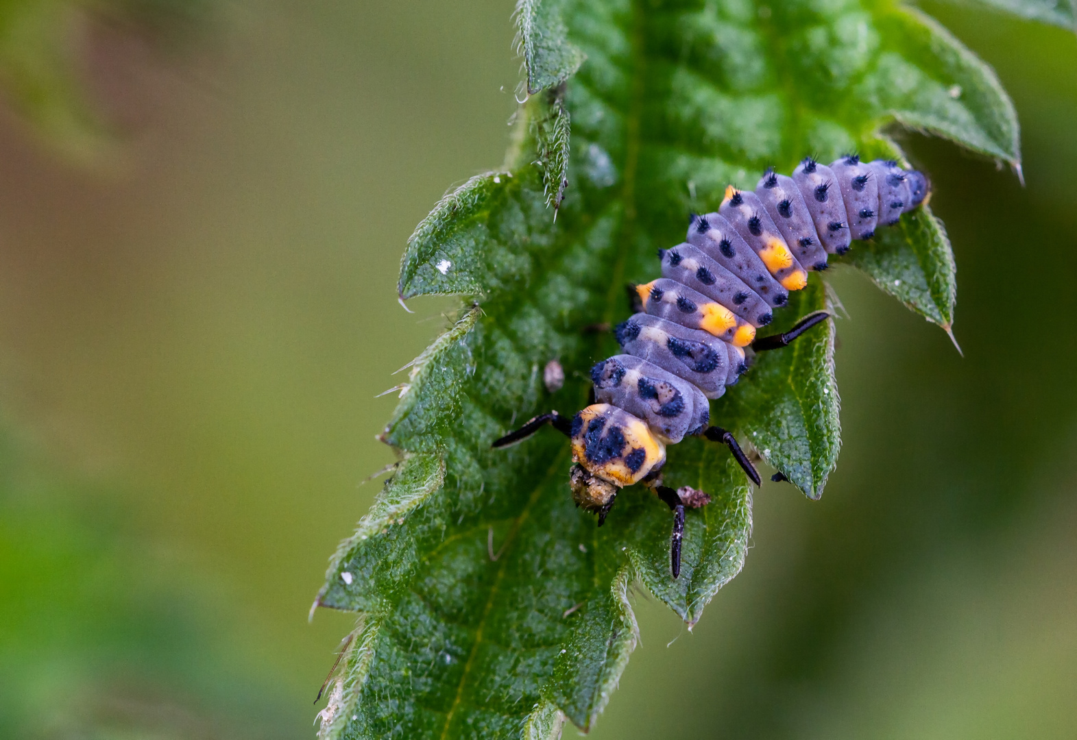 Die Larven des Foto & Bild | tiere, wildlife, insekten Bilder auf ...
