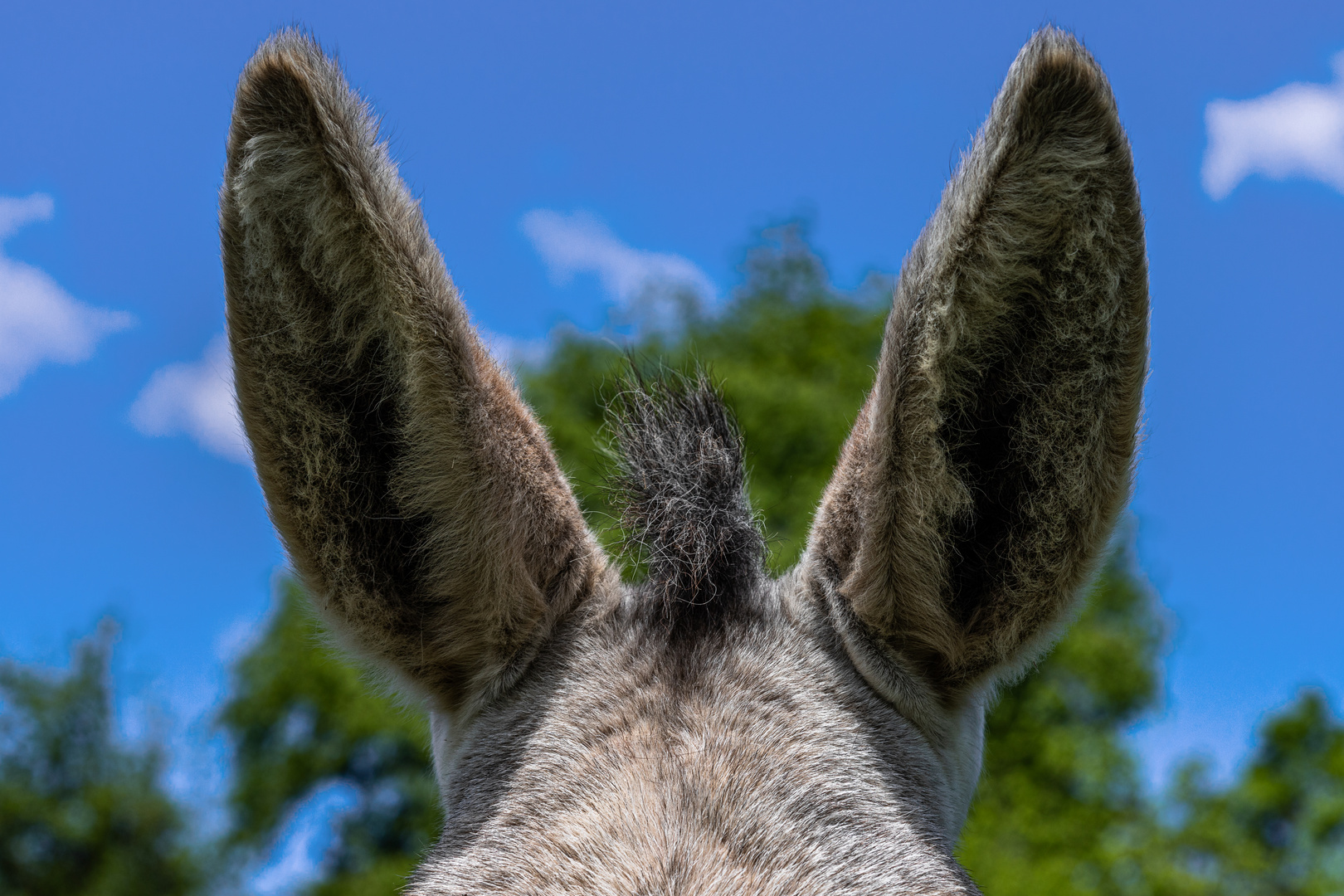 Die Lauscher aufgestellt. Foto & Bild | tiere, haustiere, pferde, esel ...