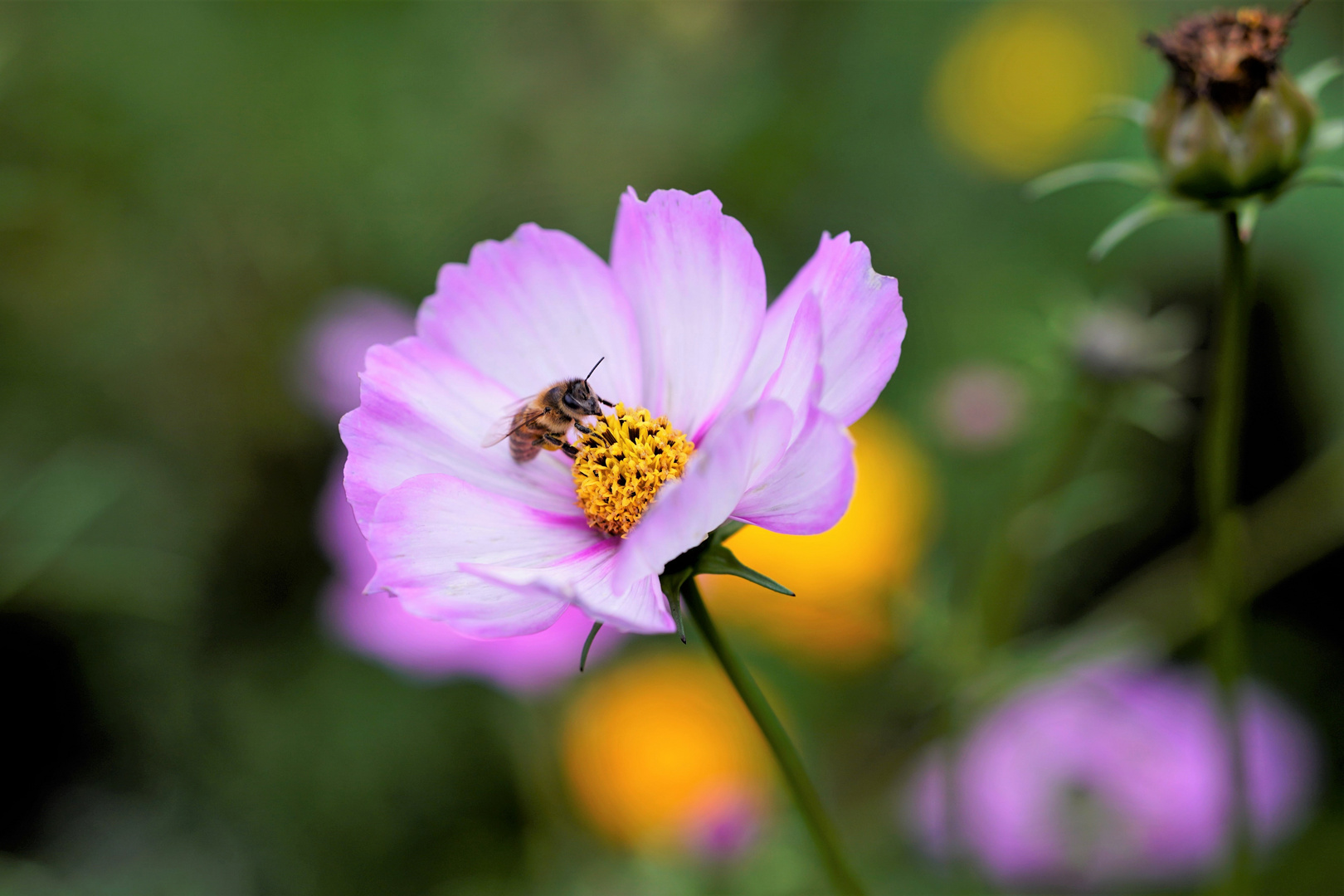 Die letzte Biene... Foto & Bild | tiere, wildlife, insekten Bilder auf ...