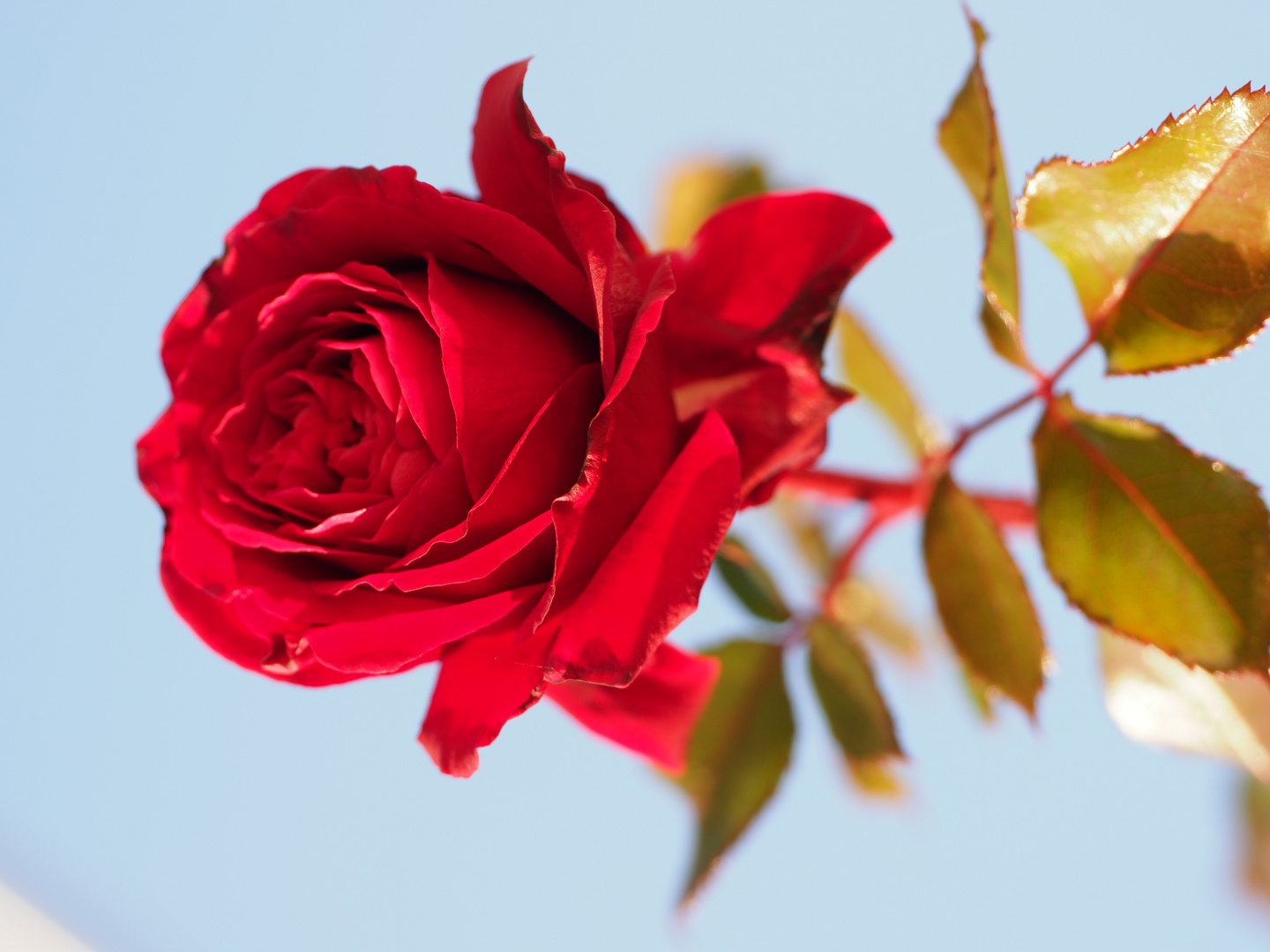 Die letzte Rose, bald sind sie wieder verblüht Foto & Bild | natur ...