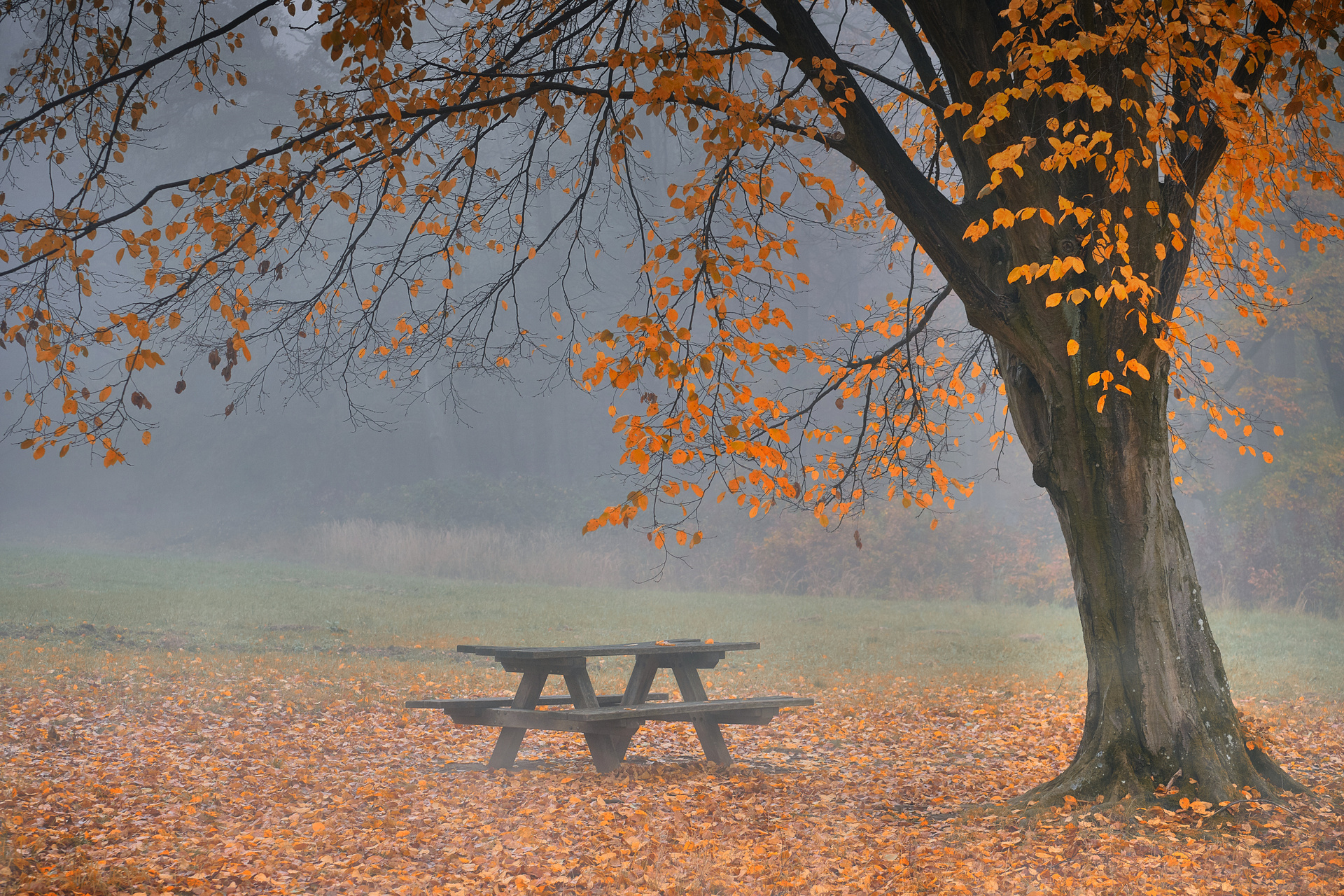 Die letzten Blätter fallen Foto & Bild | europe, Österreich, pflanzen, pilze & flechten Bilder ...