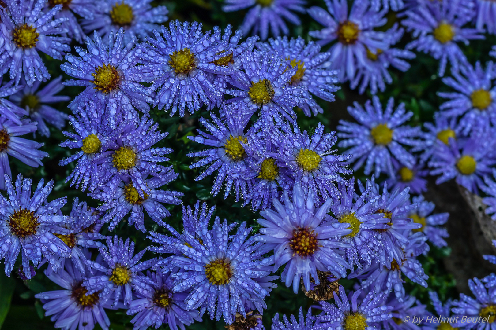 Die letzten Blumen im Garten Foto & Bild | natur, blumen, blüten Bilder ...
