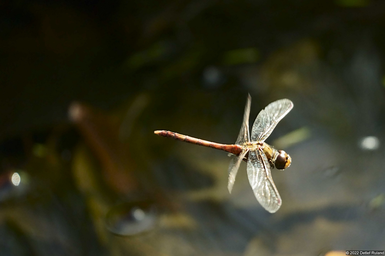 Die letzten Libellen # 2 Foto & Bild | tiere, wildlife, libellen Bilder auf fotocommunity