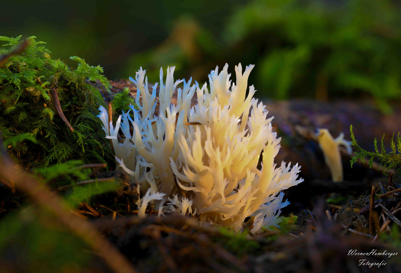Die Letzten Pilze bevor der Winter kommt Foto & Bild | pflanzen, pilze & flechten, natur Bilder ...