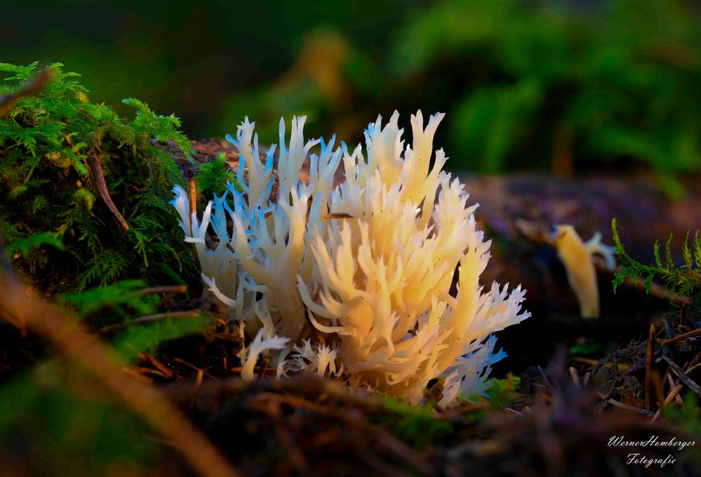Die Letzten Pilze bevor der Winter kommt Foto & Bild | pflanzen, pilze & flechten, natur Bilder ...
