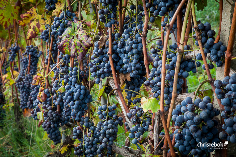 Die letzten Weintrauben 2015 Foto & Bild | natur, herbst, wein Bilder ...