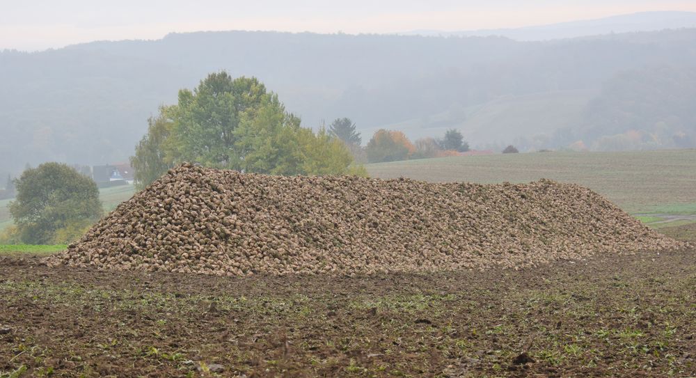 Die letzten Zuckerrüben Foto & Bild | landschaft, jahreszeiten, herbst ...