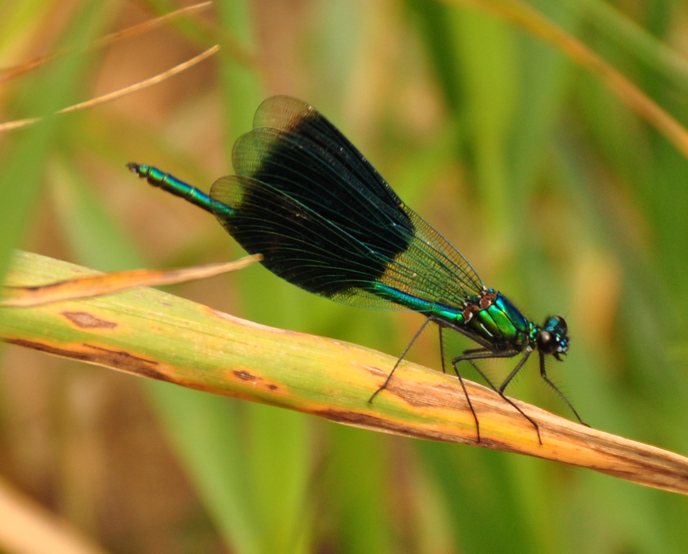Die Libelle Foto & Bild | tiere, wildlife, libellen Bilder auf ... Die Libelle Foto & Bild | tiere, wildlife, libellen Bilder auf ...