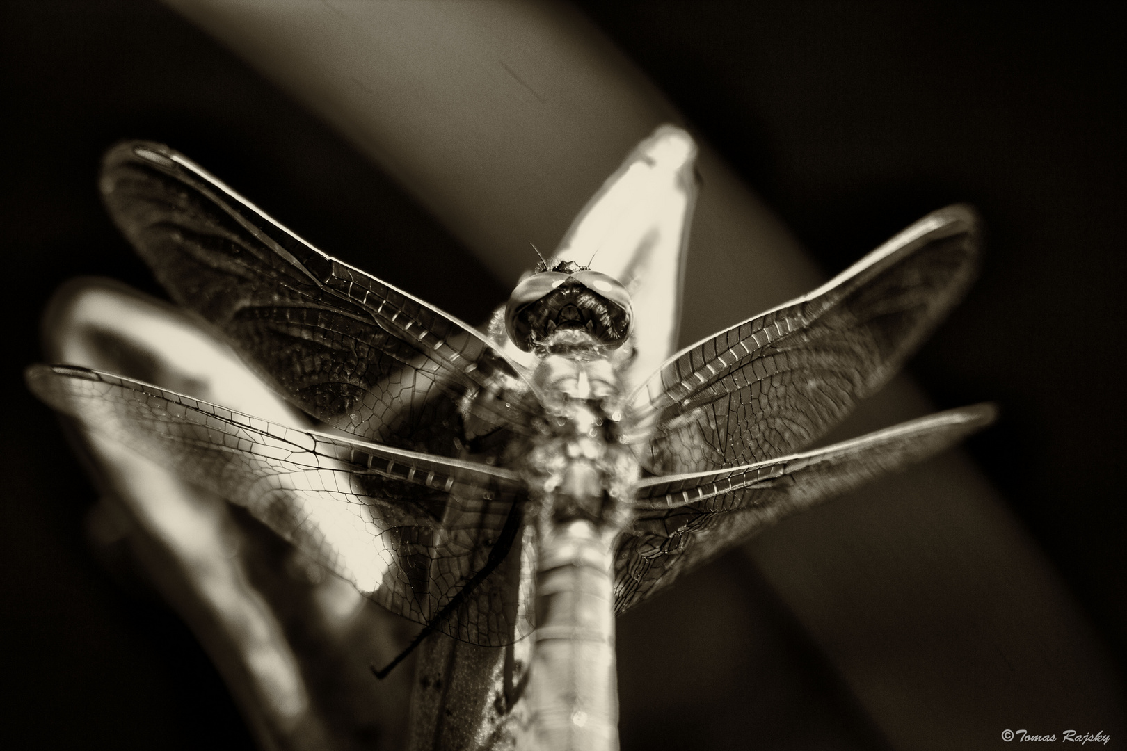 Die Libelle auf Urlaub ;-) Foto & Bild | tiere, wildlife, libellen ...