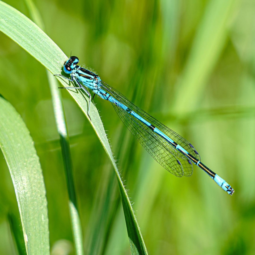 Die Libelle Foto & Bild | fotos, makro, natur Bilder auf fotocommunity