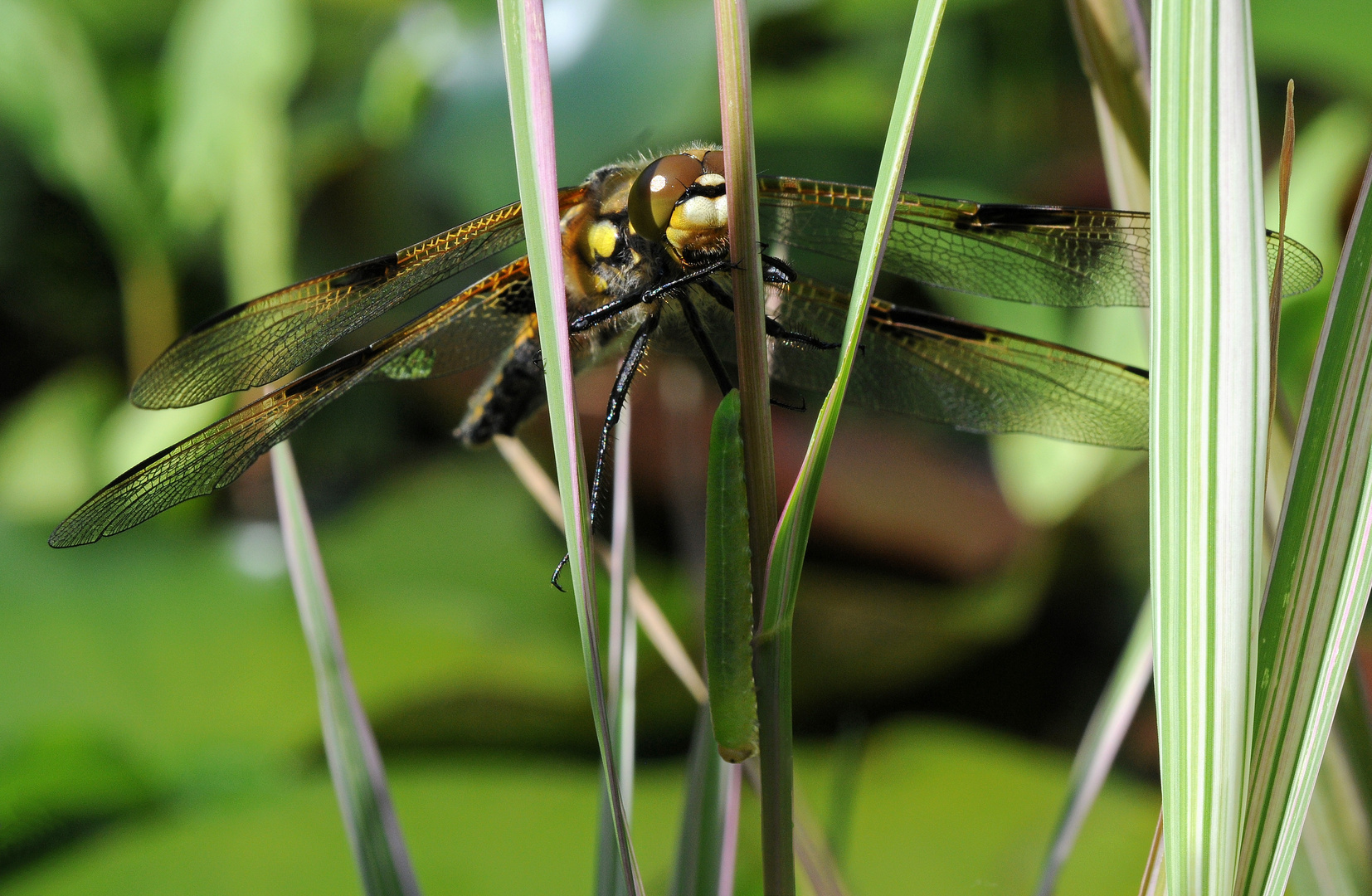 Die Libelle und die Raupe Foto & Bild | tiere, tierdetails, ander ... Die Libelle und die Raupe Foto & Bild | tiere, tierdetails, ander ...