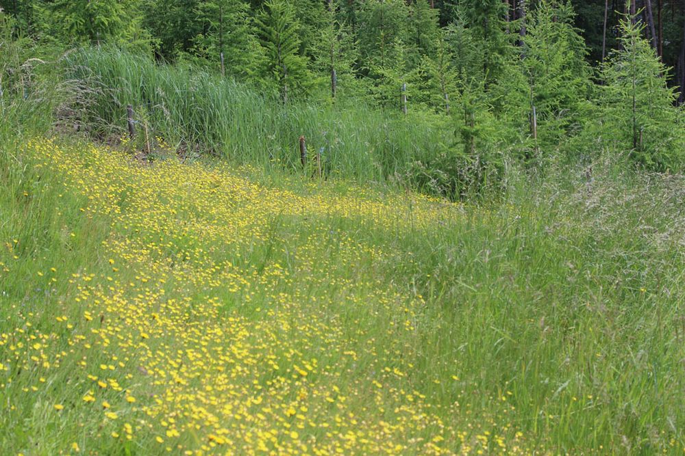 Die Lichtung im Wald Foto & Bild | pflanzen, samen, wald, wiese Bilder ... Die Lichtung im Wald Foto & Bild | pflanzen, samen, wald, wiese Bilder ...