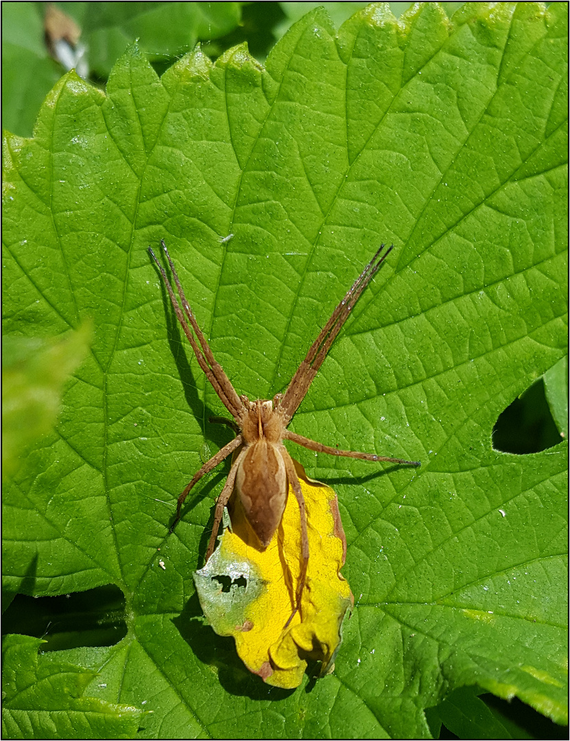Die Listspinne (Pisaura mirabilis)...... Foto & Bild | natur ...