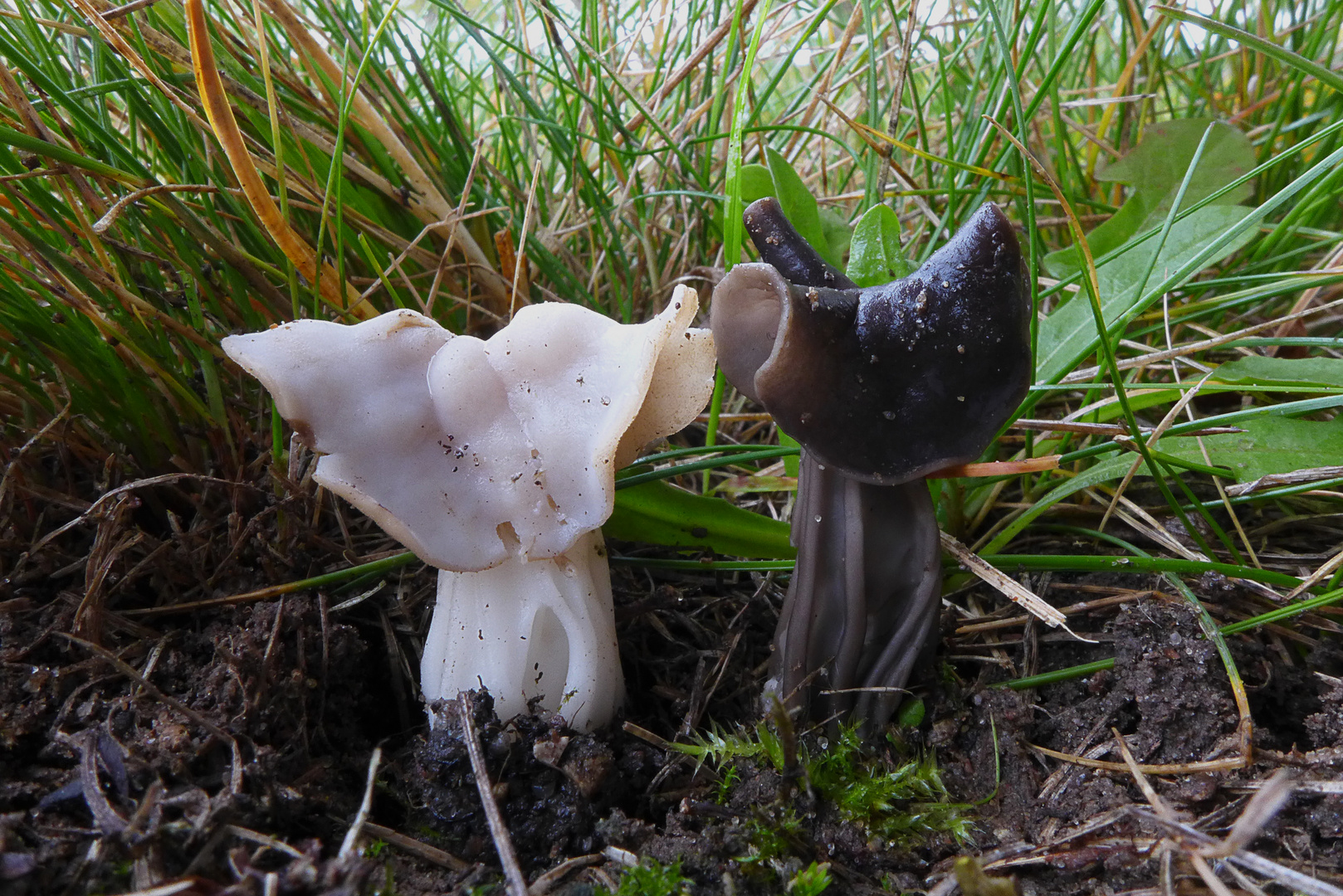 Die Lorchel-Hochzeit Foto & Bild | pflanzen, pilze & flechten, pilze ...