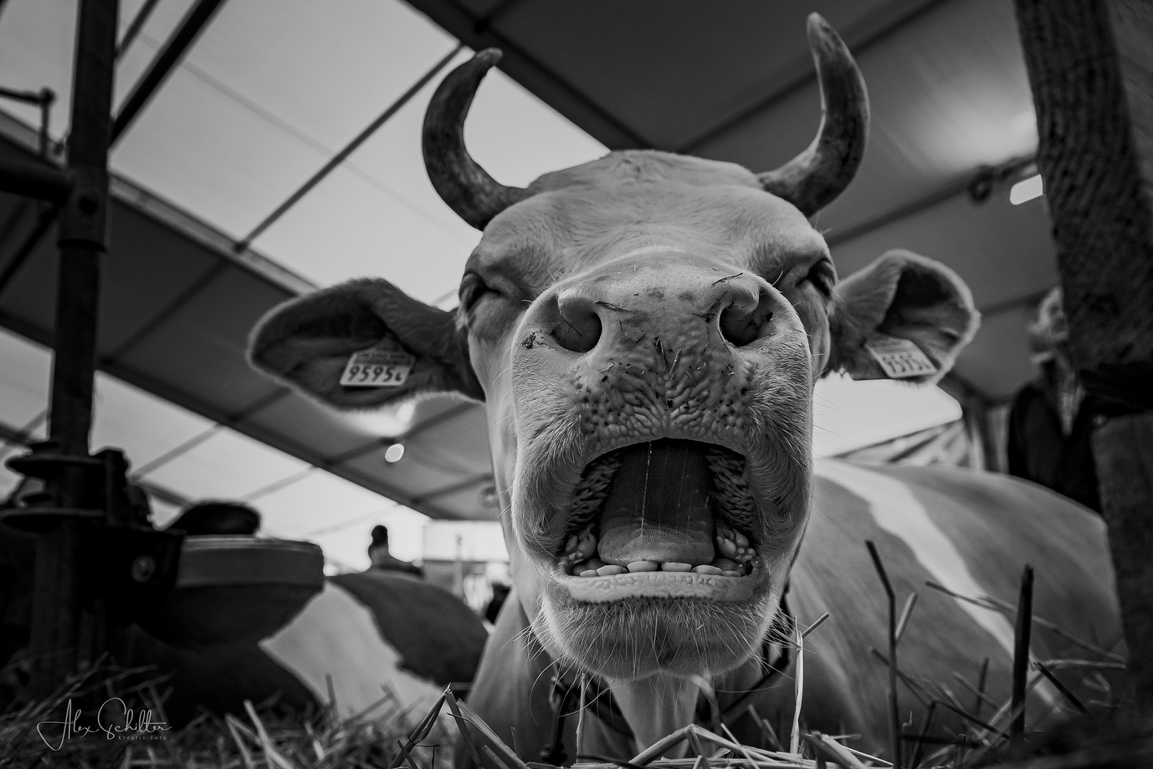 Die LUGA, wie sie "laibt" und lebt ..." Foto & Bild | natur, luzern ...