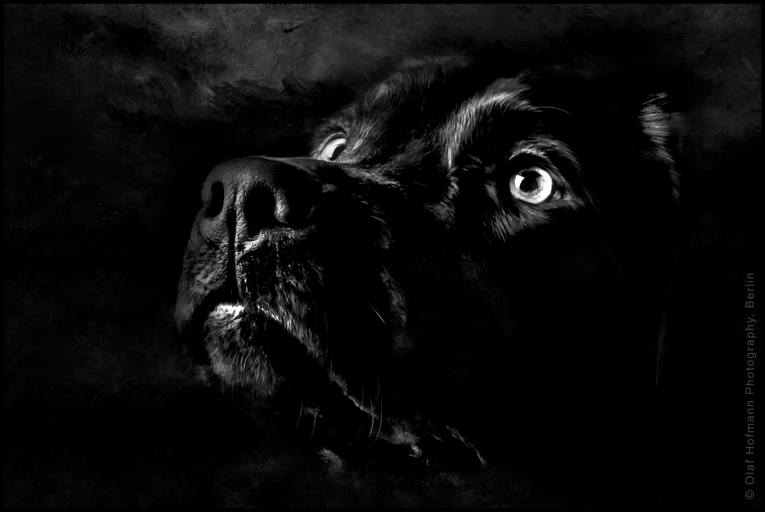 Die Luna Foto & Bild | monochrom, bearbeitungs - techniken, animals Bilder auf fotocommunity