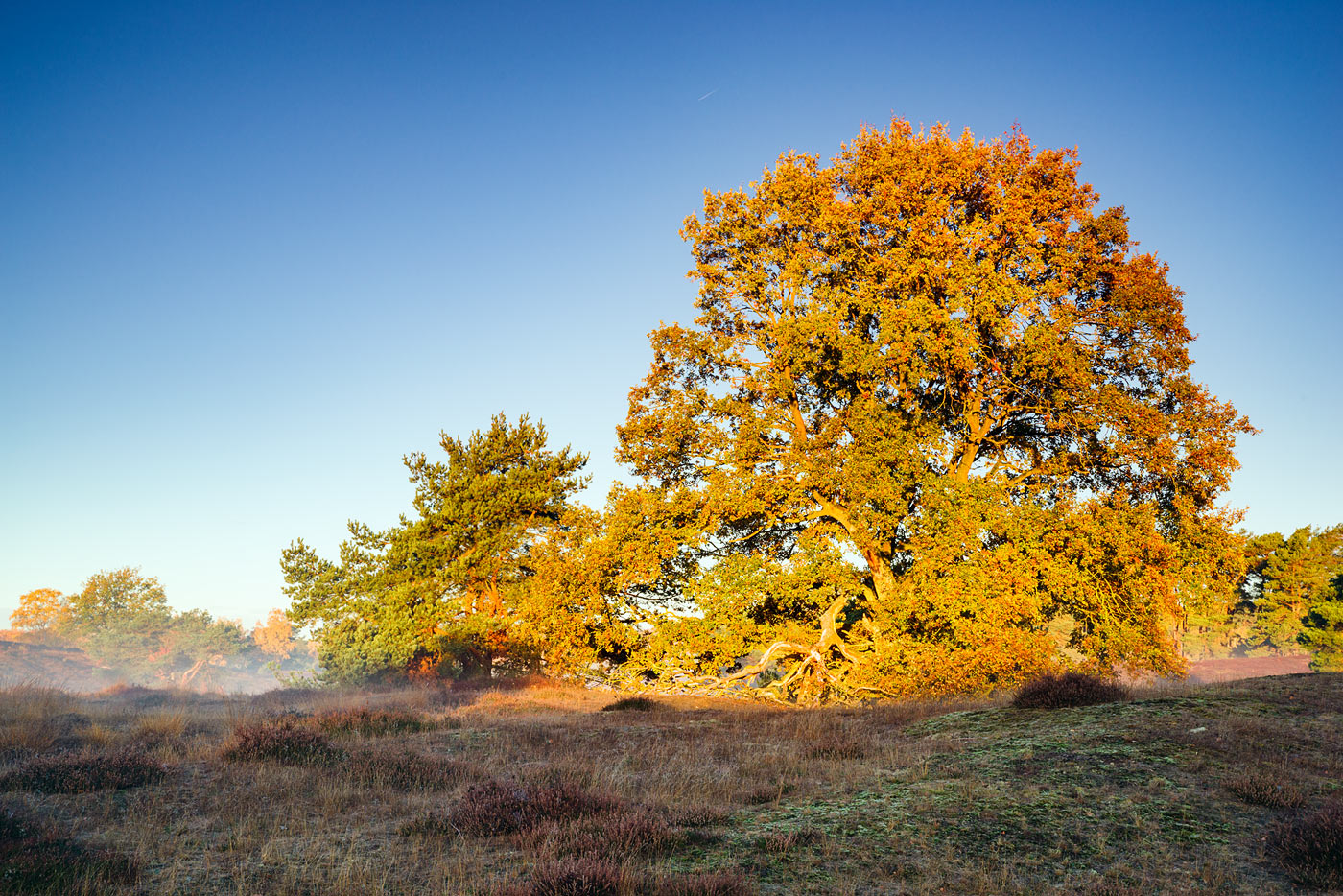 Die mächtige alte Eiche Foto & Bild | pflanzen, pilze & flechten ...