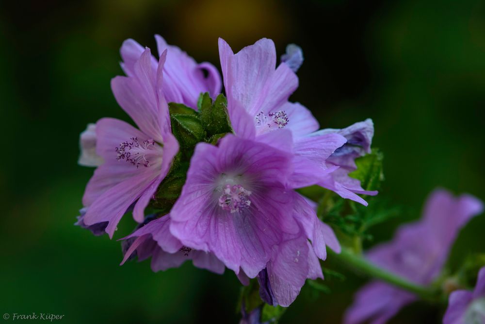 Die Malve... Foto & Bild | spezial, natur, blume Bilder auf fotocommunity