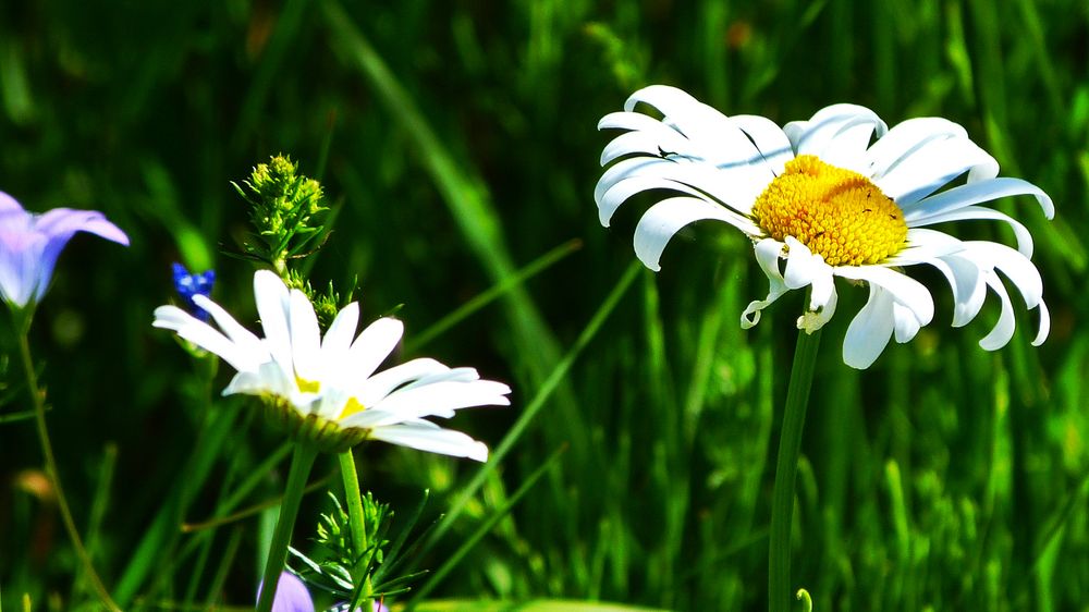Die Margerite Foto & Bild | landschaft, Äcker, felder & wiesen, blumen ...