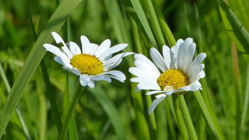 Die Margerite Foto & Bild | landschaft, Äcker, felder & wiesen, blumen ...