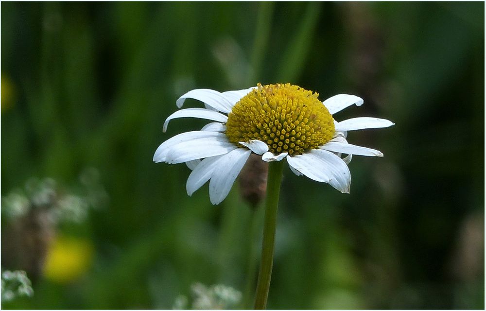 Die Margerite zählt zu den beliebtesten Wiesenblumen bei uns. Foto ...