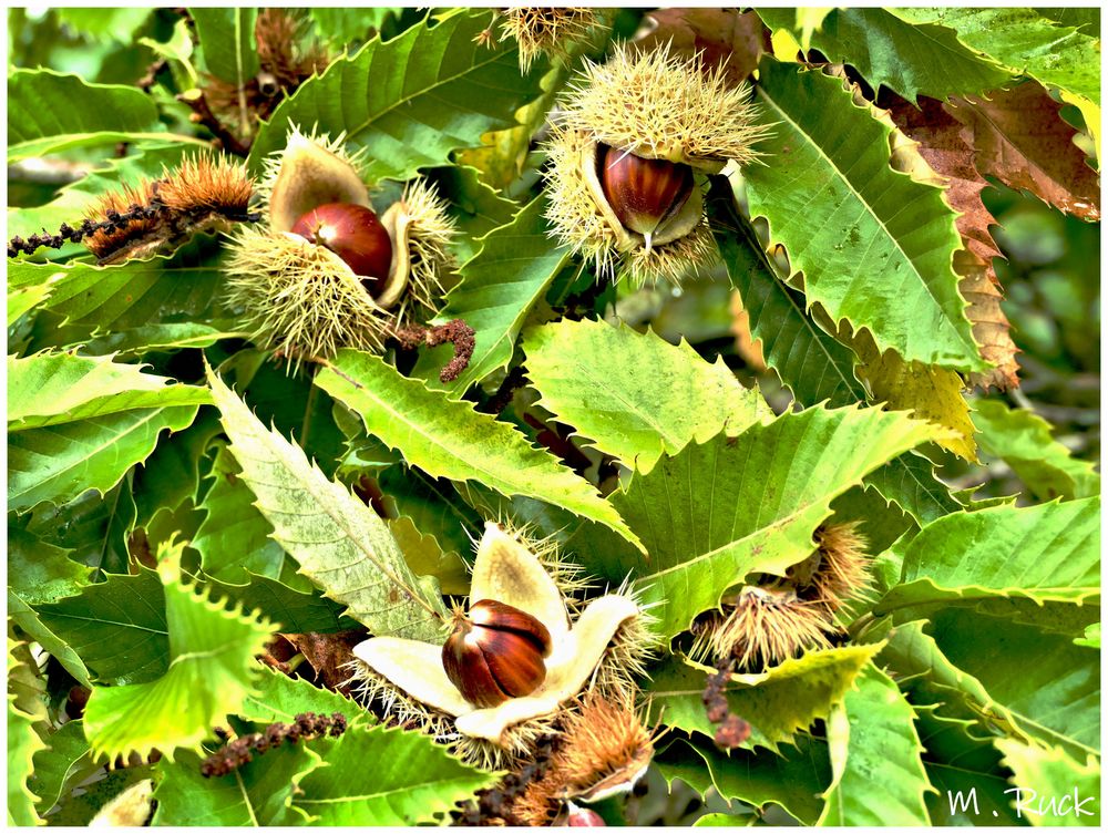 Die Maronen sind reif , Foto & Bild | pflanzen, pilze & flechten ...
