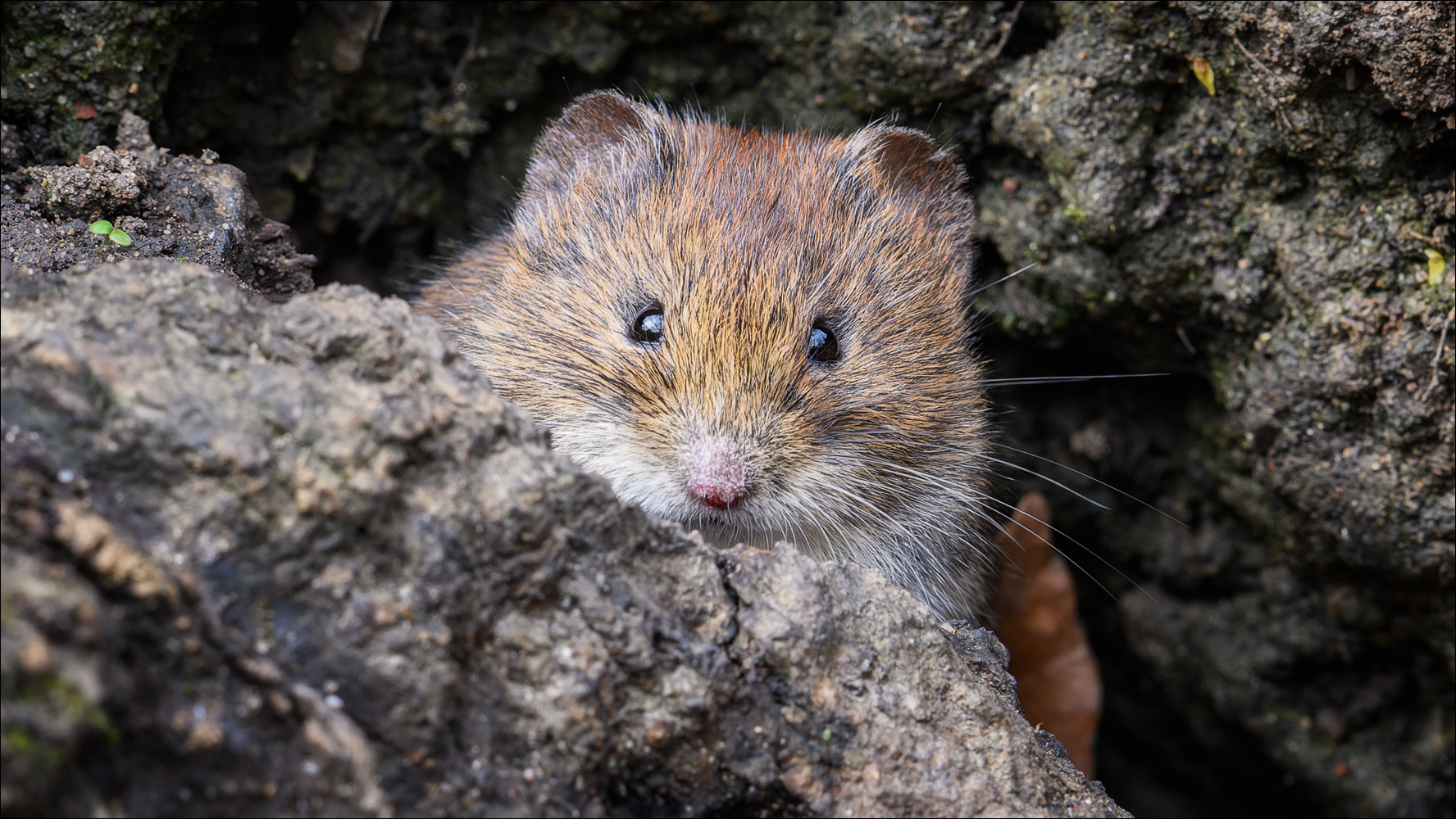 Die Maus Foto & Bild | tiere, wildlife, säugetiere Bilder auf fotocommunity