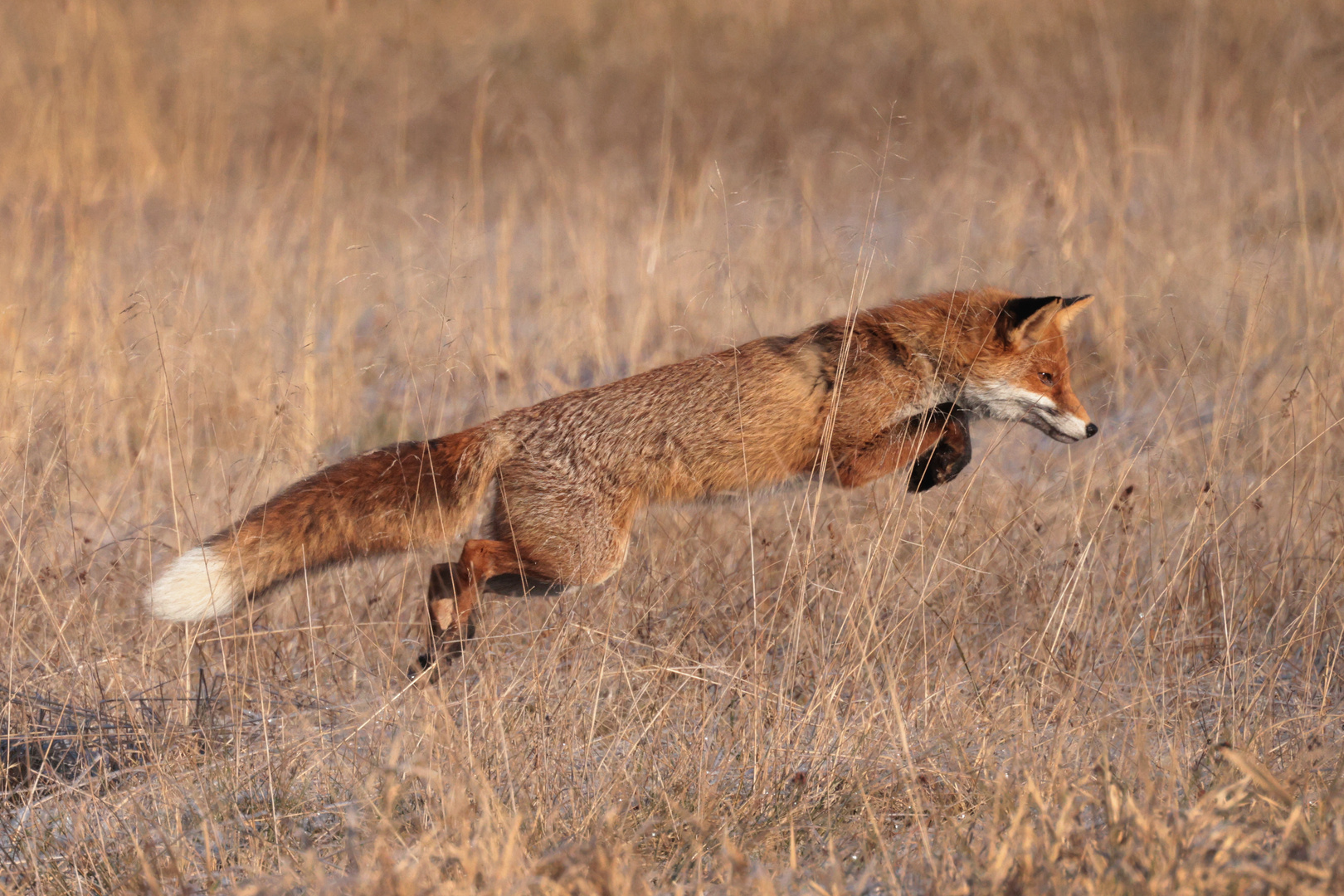 Die Maus zu erwischen ... Foto & Bild | winter, natur, naturfoto Bilder ...