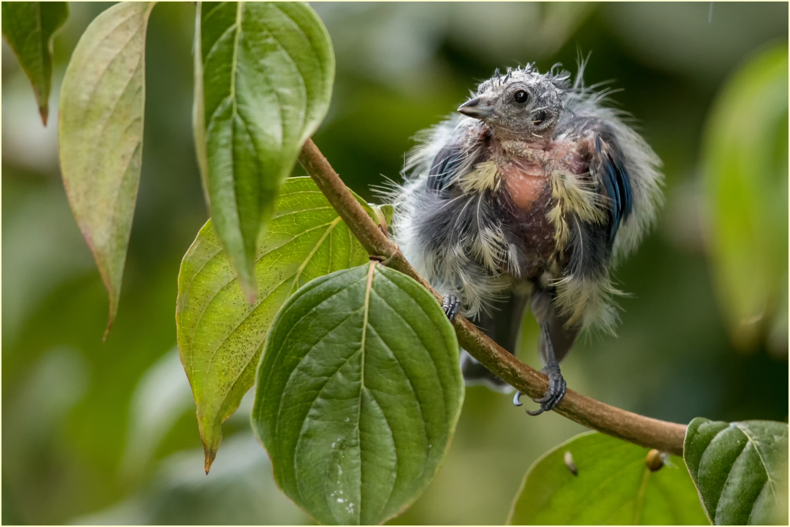 die Mauser hat mich hart erwischt ..... Foto & Bild | tiere, wildlife ...