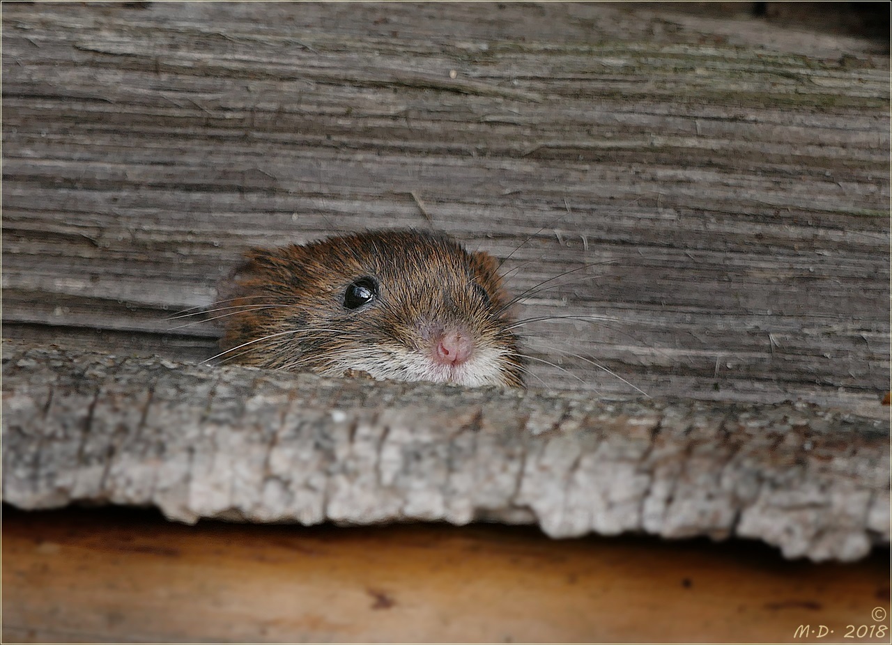Die Mausi ... Foto & Bild | tiere, wildlife, säugetiere Bilder auf ...