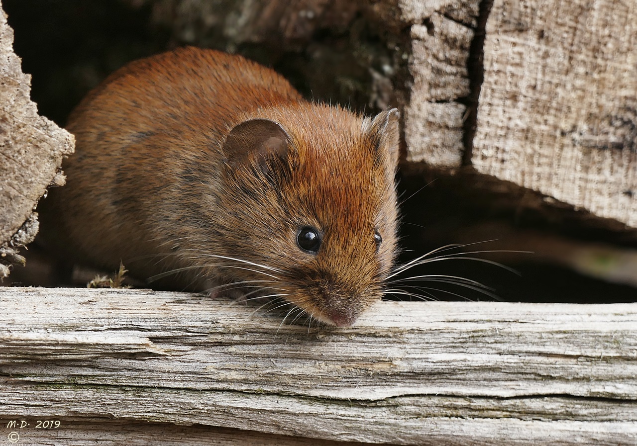 Die Mausi ... Foto & Bild | tiere, wildlife, säugetiere Bilder auf ...