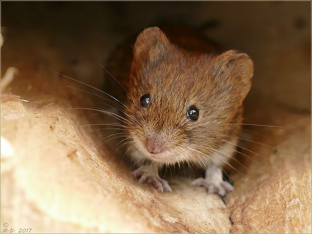 Die Mausi... Foto & Bild | tiere, wildlife, säugetiere Bilder auf ...