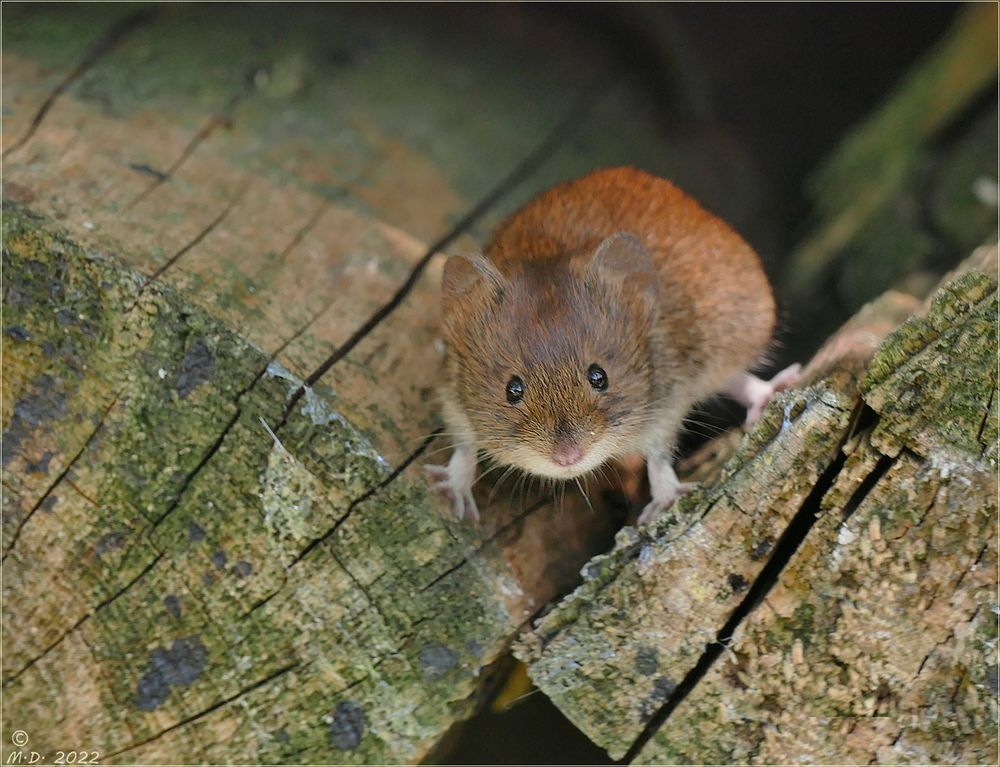 Die Mausi ... Foto & Bild | tiere, wildlife, säugetiere Bilder auf ...