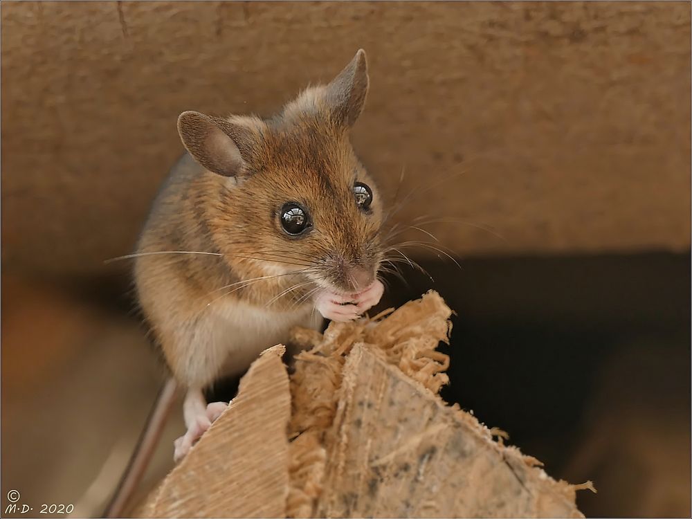 Die Mausi ... Foto & Bild | nager, natur, tiere Bilder auf fotocommunity