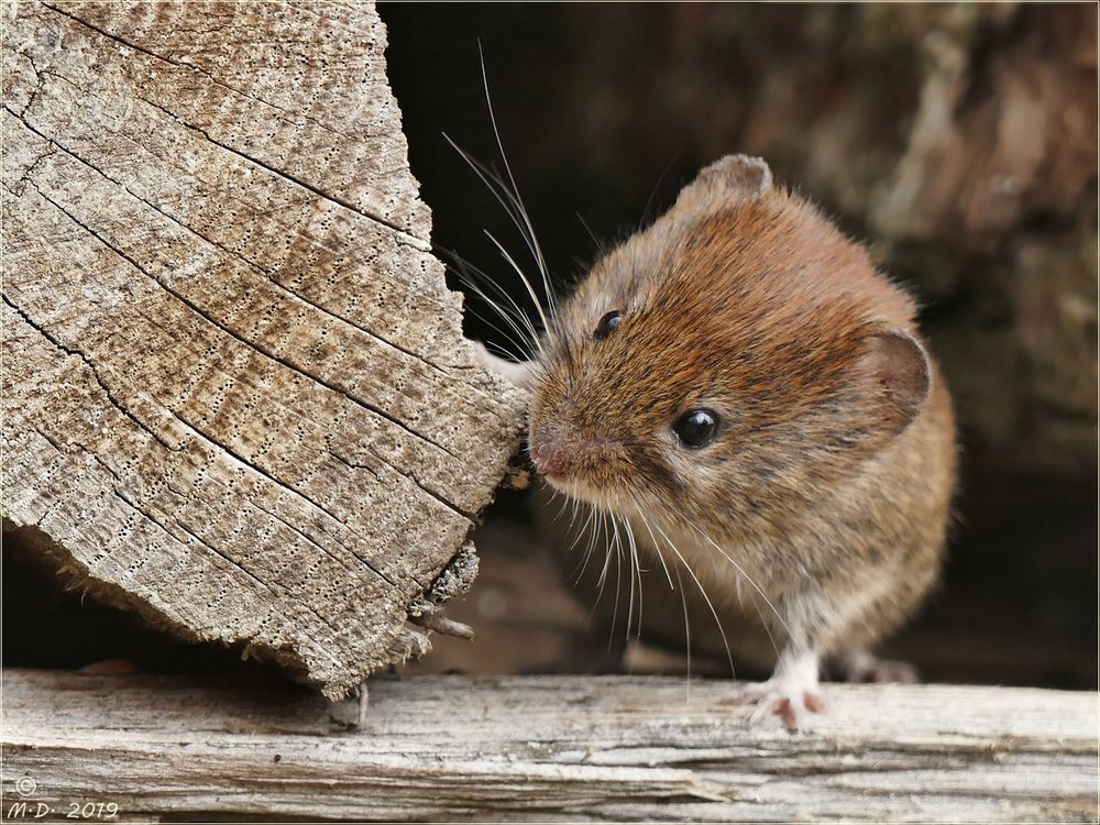 Die Mausi hat das Wochenende schon im Blick ... Foto & Bild | nager ...