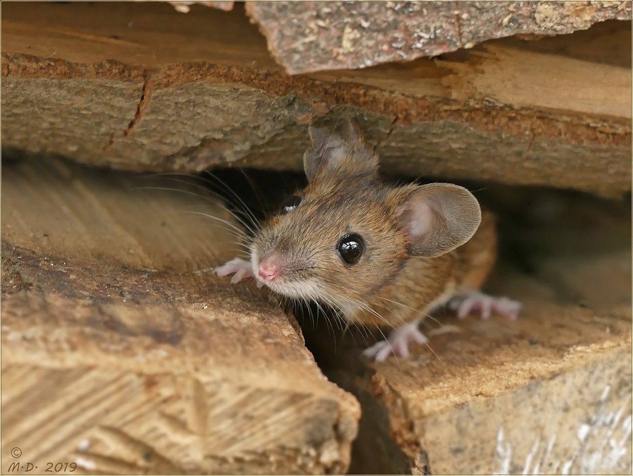Die Mausi zum Wochenende ... Foto & Bild | tiere, wildlife, säugetiere ...